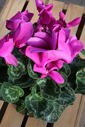 Gale's Westlake Garden Center